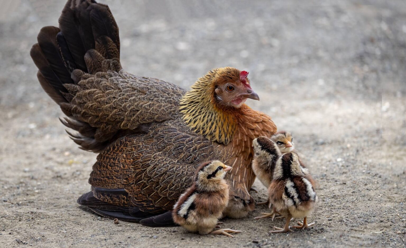 Broody Chicken Breeds: An Undervalued Trait - Backyard Poultry